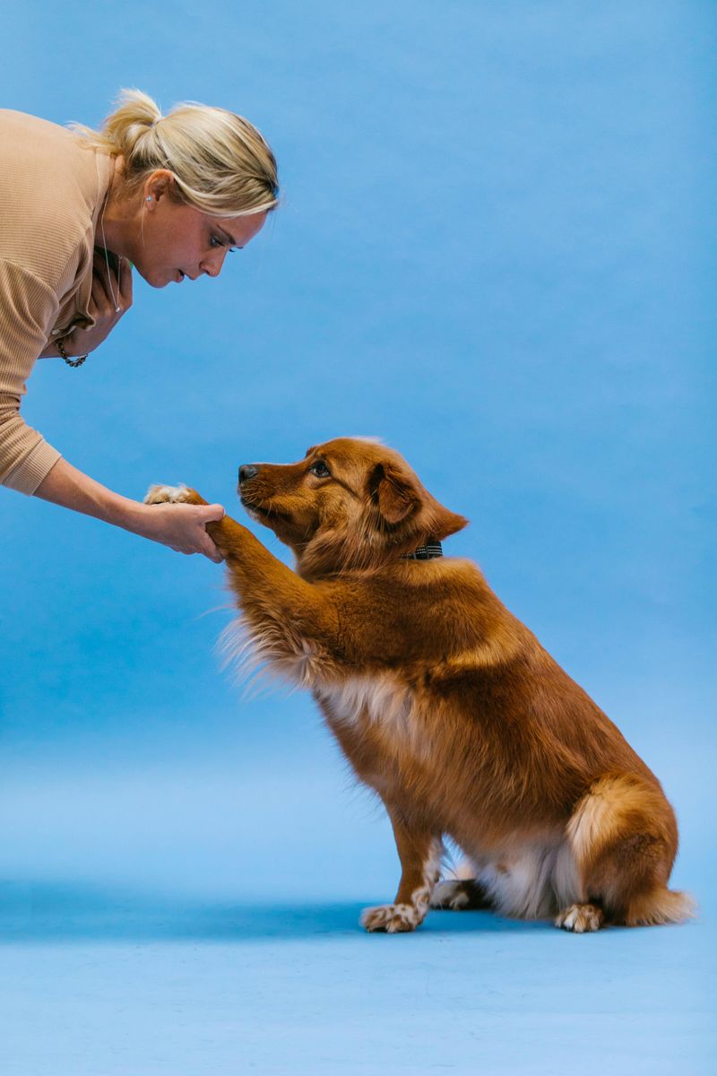 10 common owner mistakes that create fearful and aggressive dogs