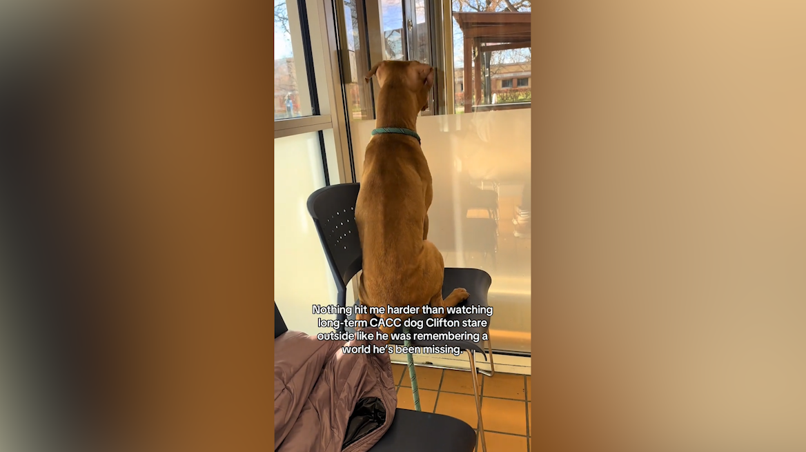 Tears as dog who’s been at shelter longest catches glimpse of outside world