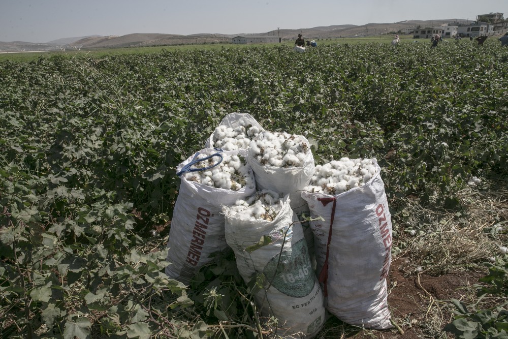 Organic Cotton Accelerator launches training program in Turkey