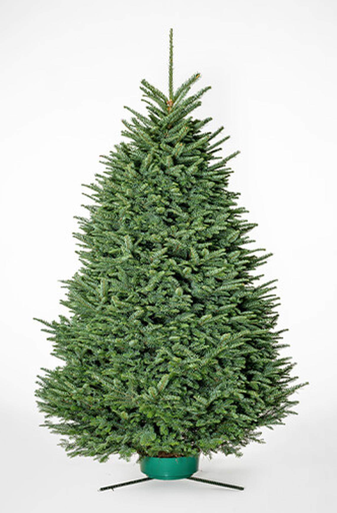 Here's where to find the best, real Christmas tree in North Texas this ...