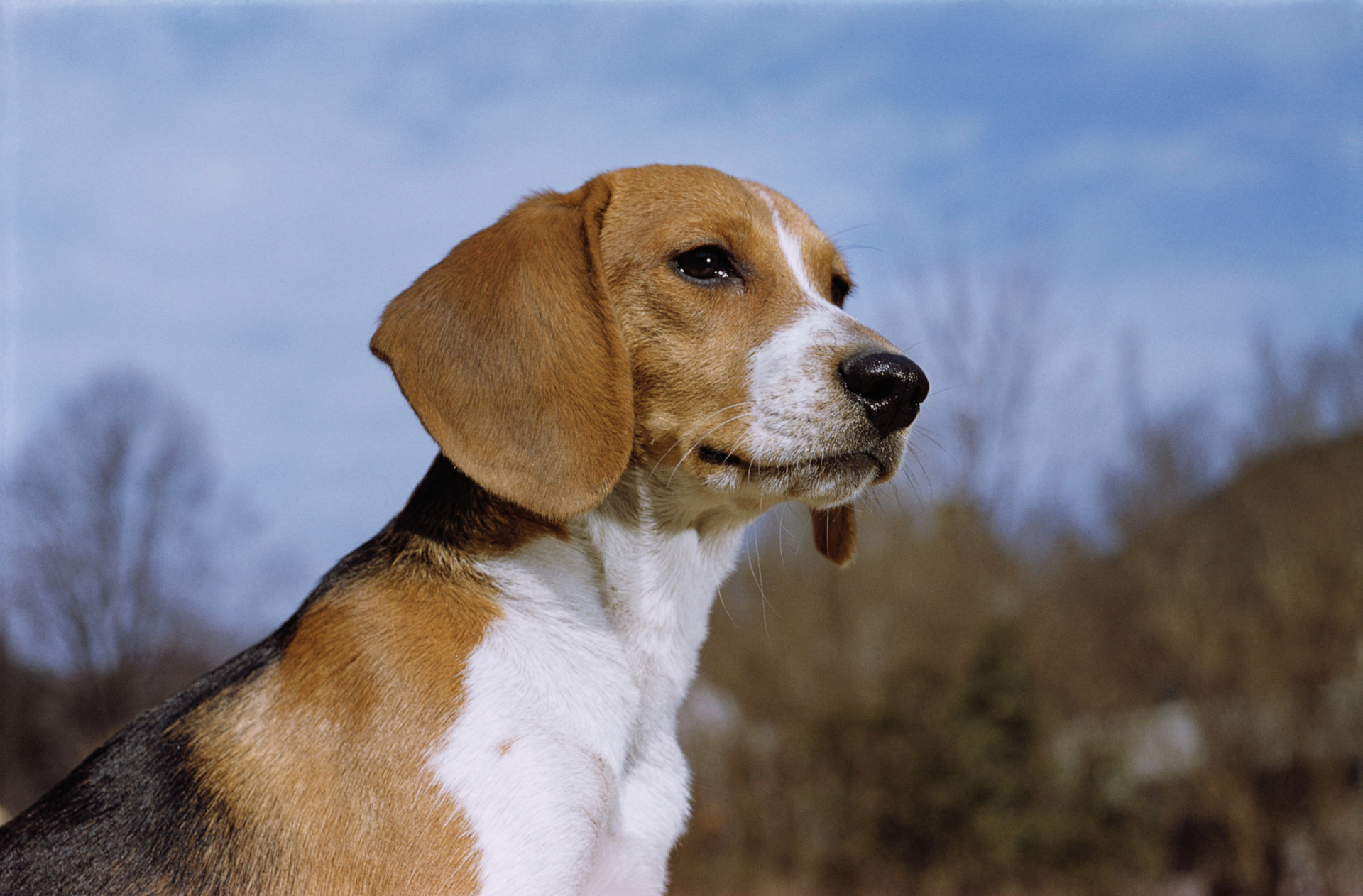 How different dog breeds rank in intelligence