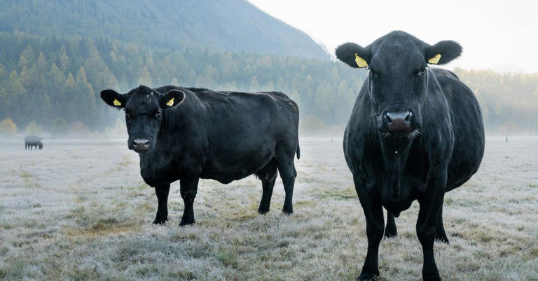 Police find 8 dead cattle among 14 stolen animals retrieved in an ...