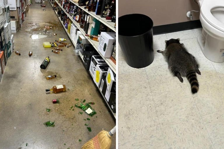 Drunk raccoon on liquor store rampage captured in new security footage