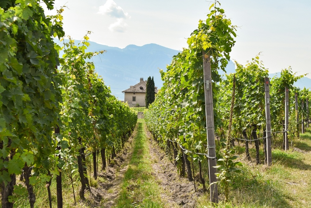 Farm stays in Tuscany for foodies