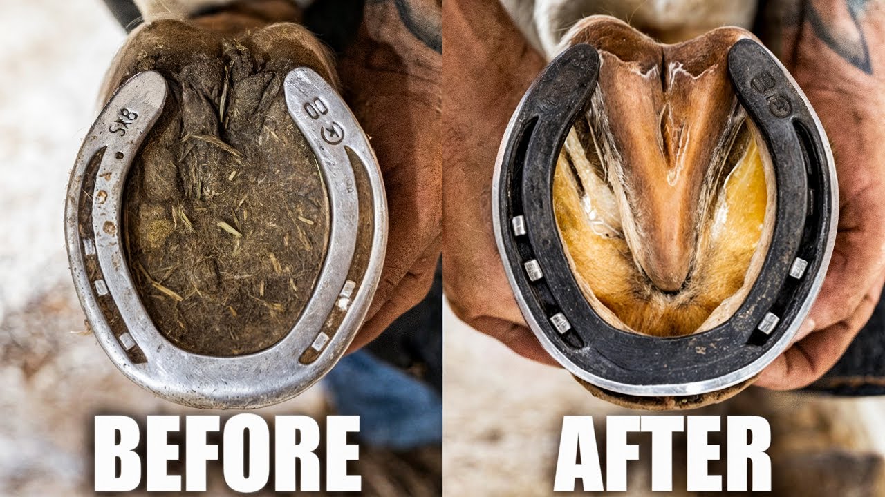From cracked to perfect: Full horse hoof restoration that’s seriously ...