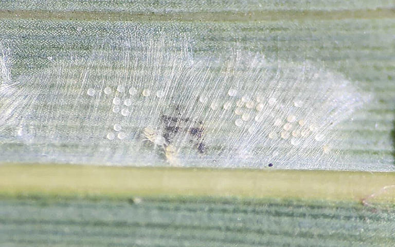 Waste management in spider mites reveals evolutionary insights into ...