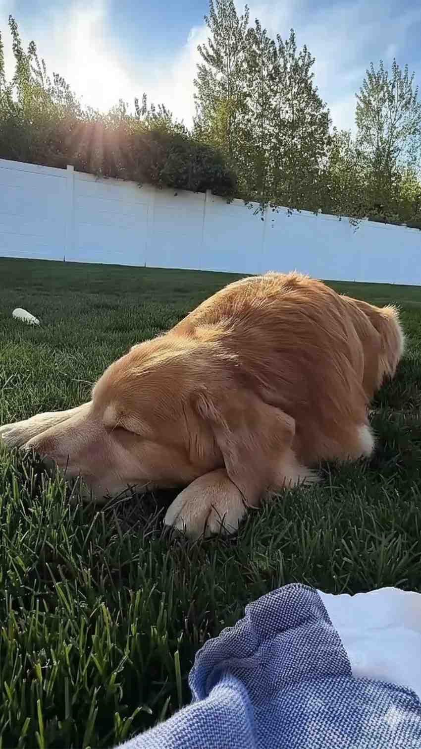 Sunshine nap on the lawn