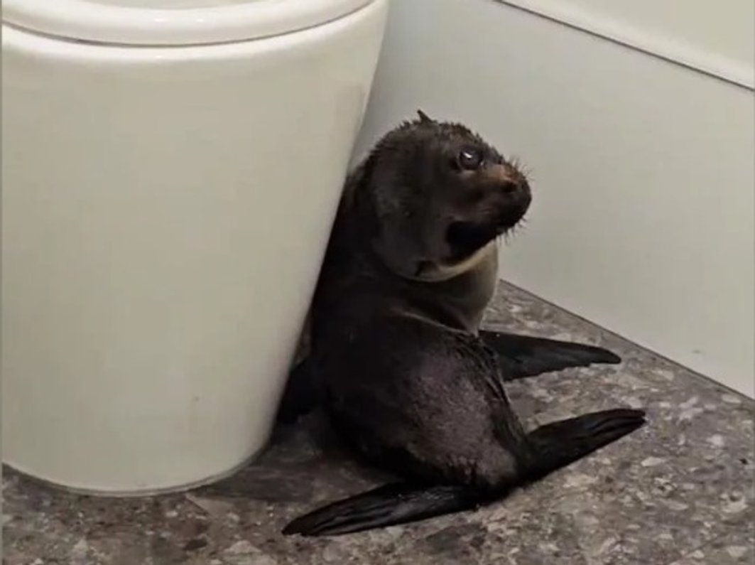 Surprise visit: Seal pup waddles into pub