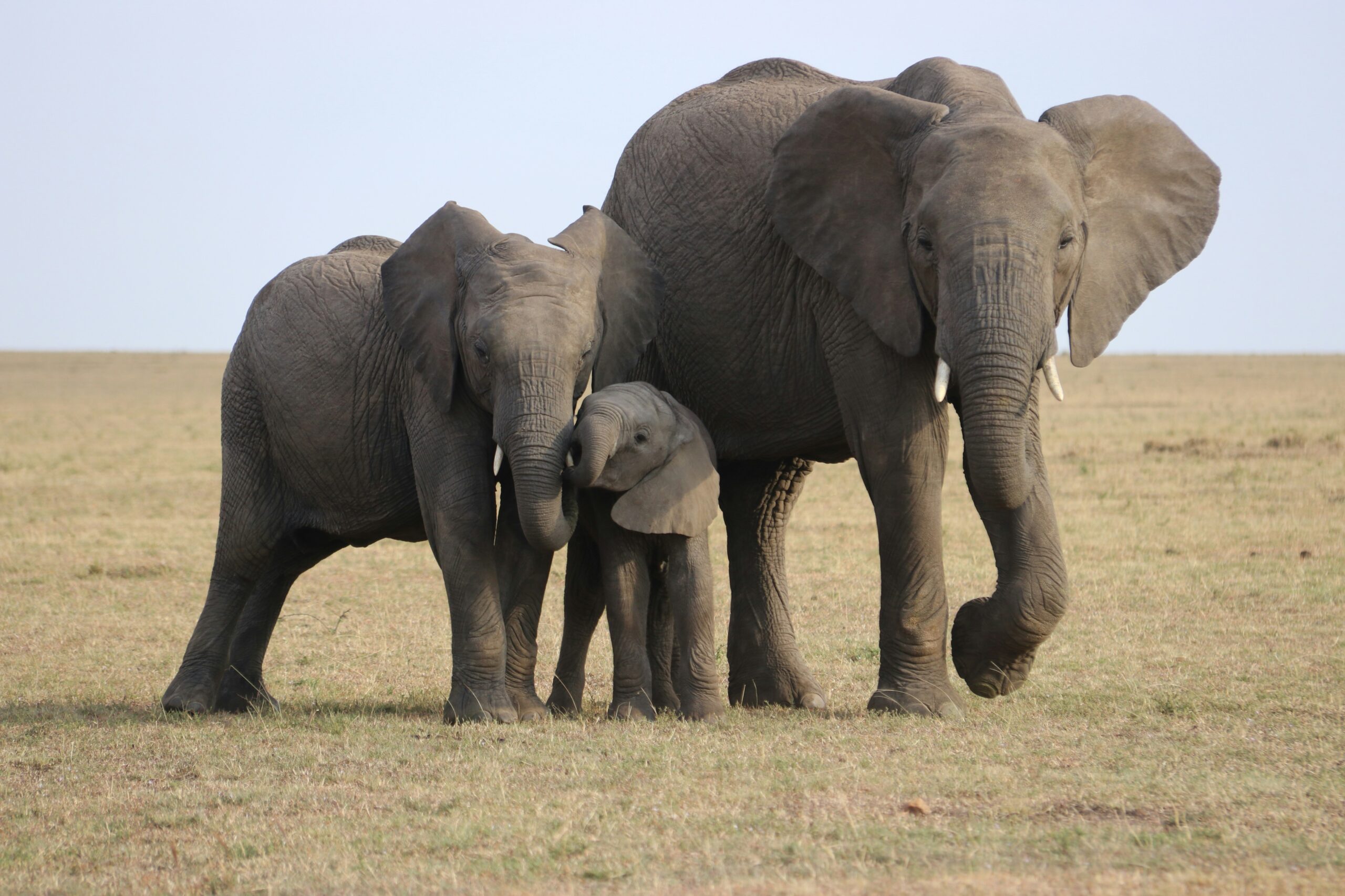 Endangered species facts to know