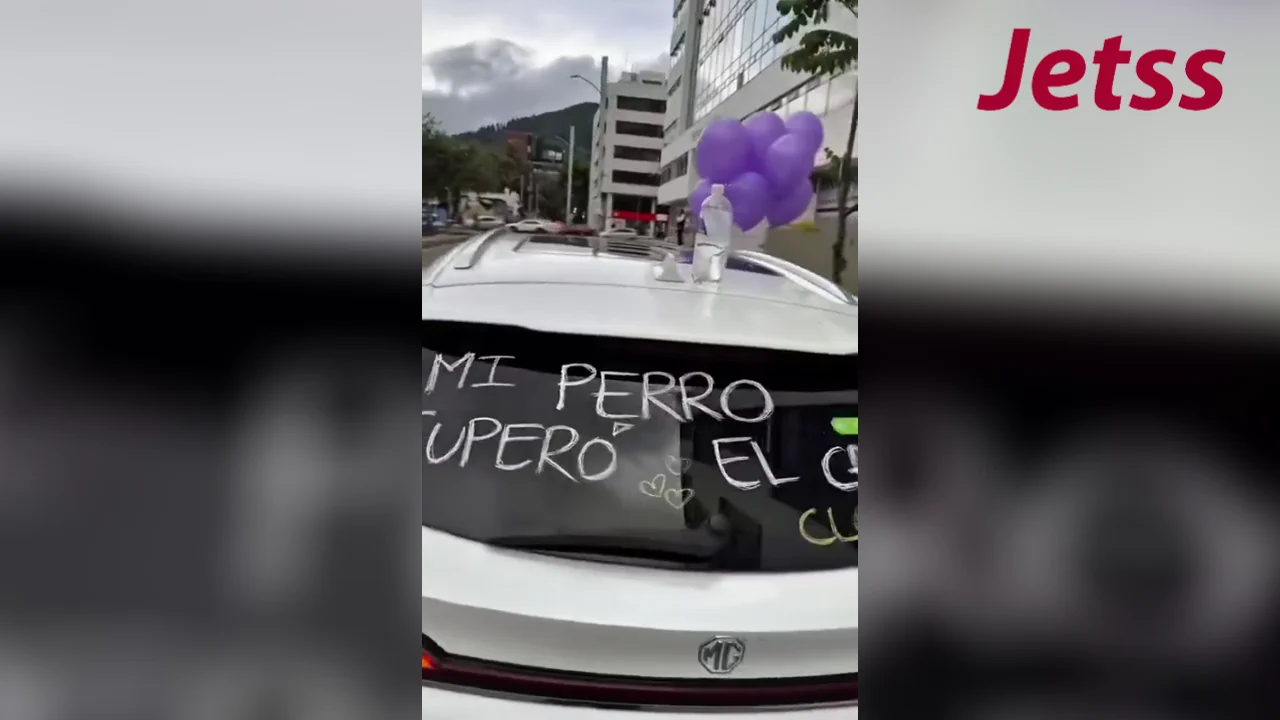 Tutor anuncia que cachorro venceu o câncer e encanta com pedido de buzinaço