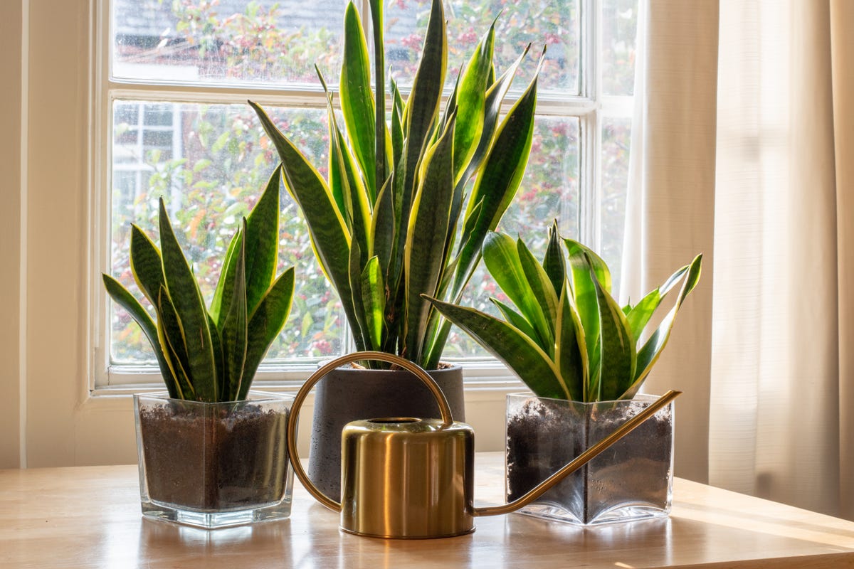 17 good luck plants experts can't stop recommending