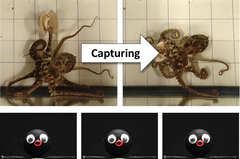 'Octoid,' a soft robot that changes color and moves like an octopus