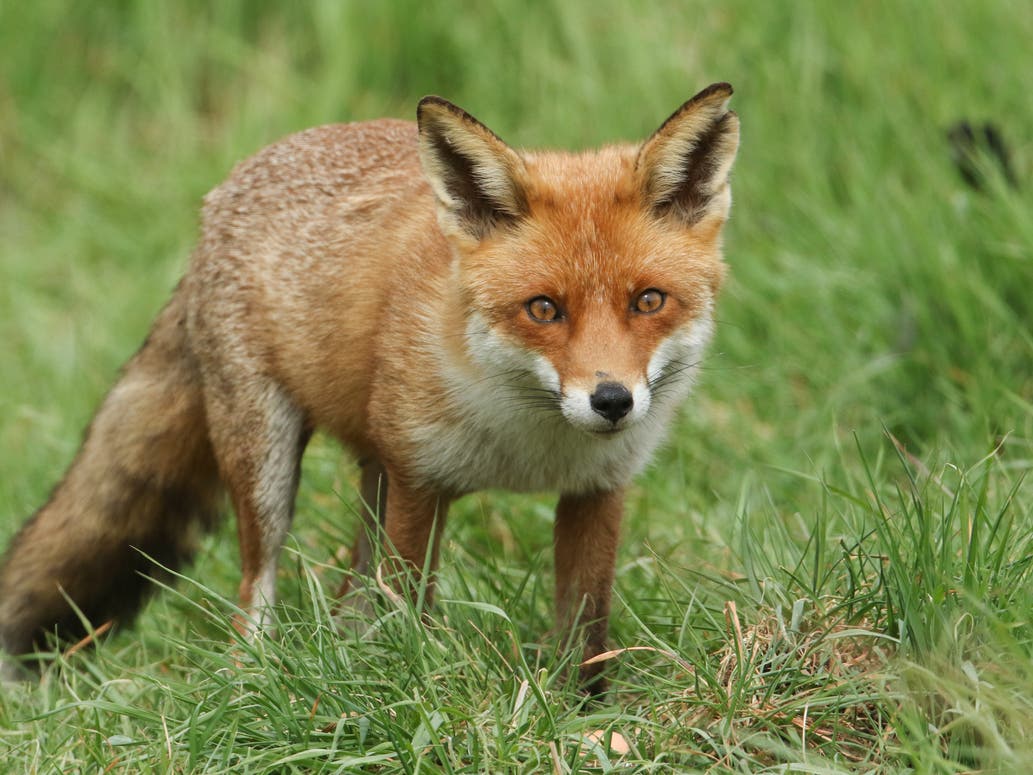 Fox bites Bergen County resident, police say