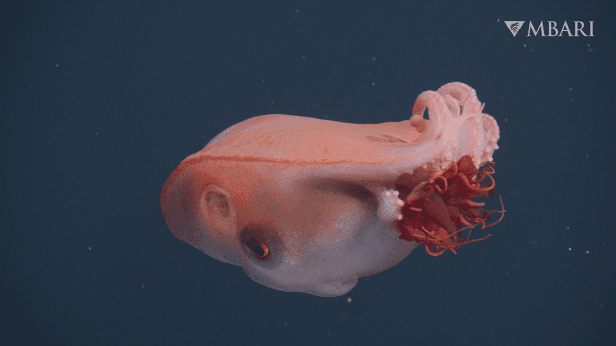 Live seven-arm octopus spotted in the deep sea – only the fourth time ...