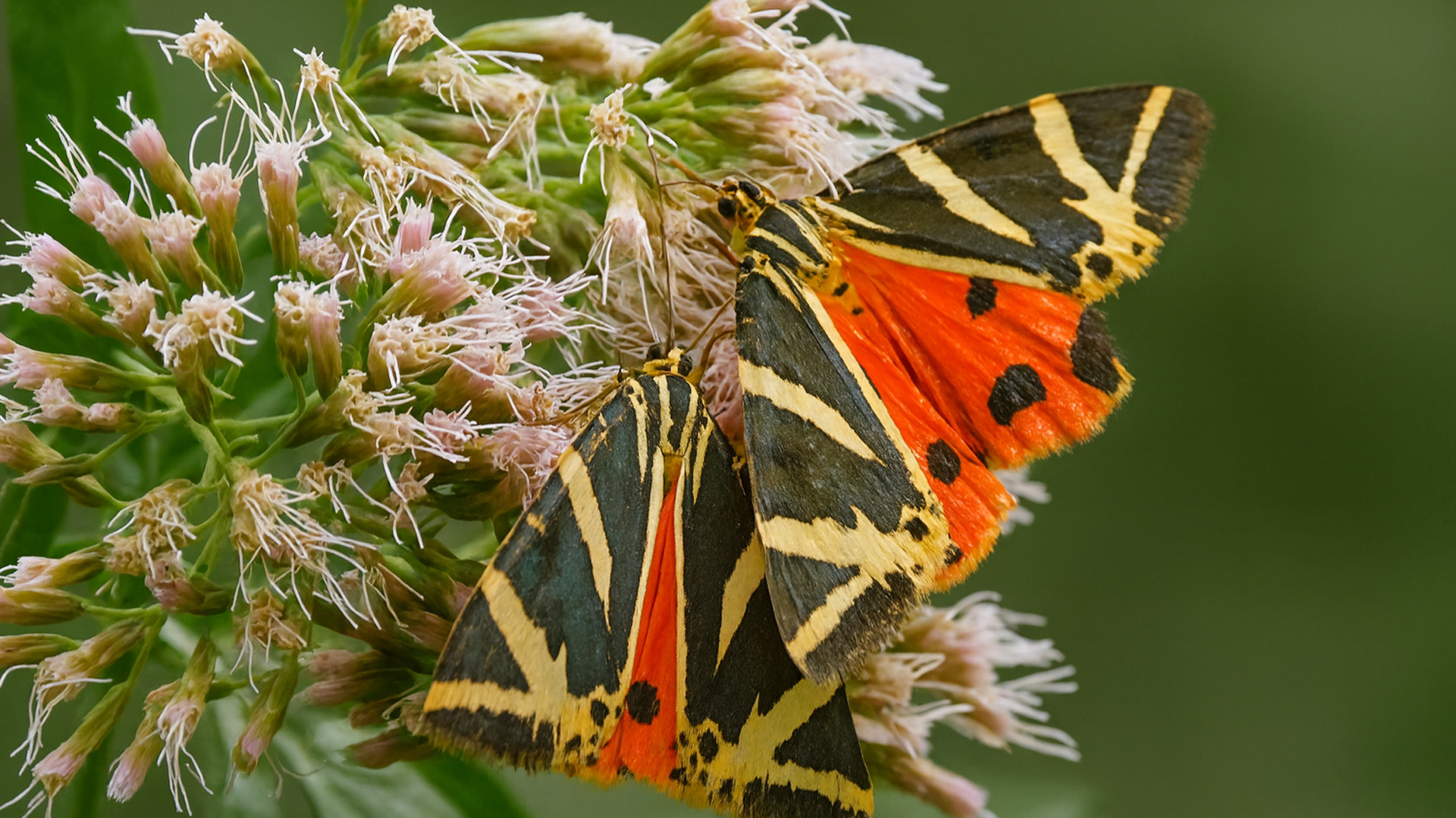 Color and contrast in nature’s design