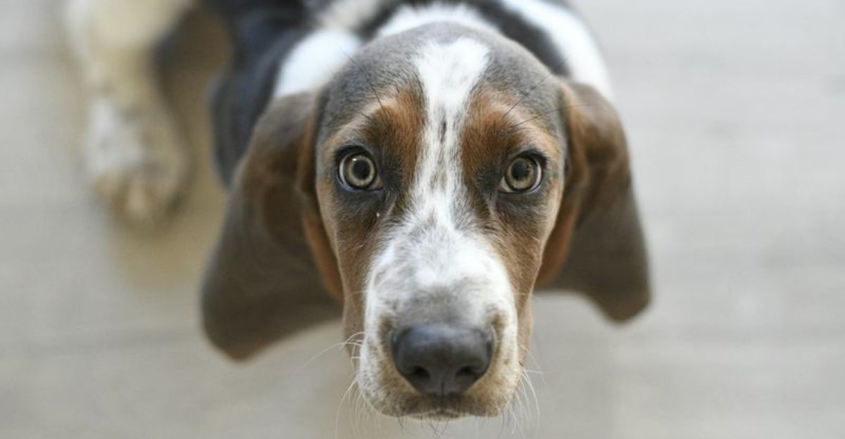 15 dog breeds known for their outstanding sensory abilities