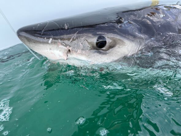 Monster 700-lb white shark spotted off Virginia Beach in rare sighting ...
