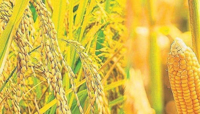 Rice, corn stocks up in November