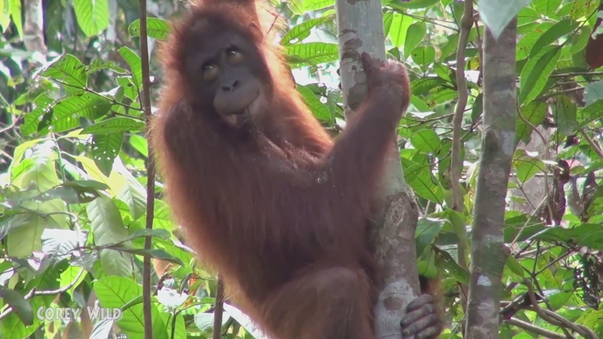 Visiting critically endangered orangutans in their rainforest habitat