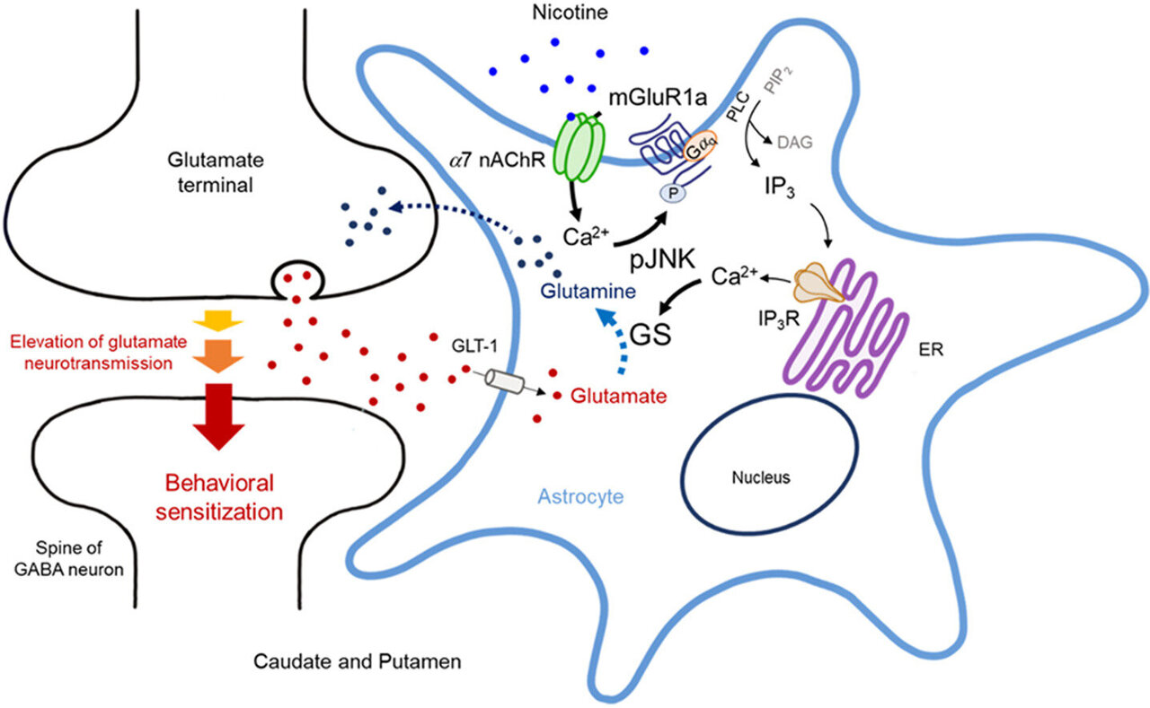 Brain enzyme that drives nicotine addiction and smoking dependence ...