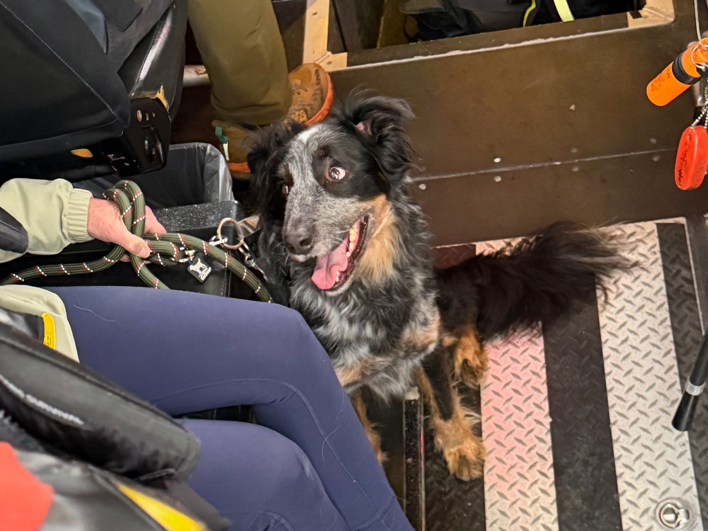 Dog rescued from 20-foot cliff in Point Defiance after dramatic ...