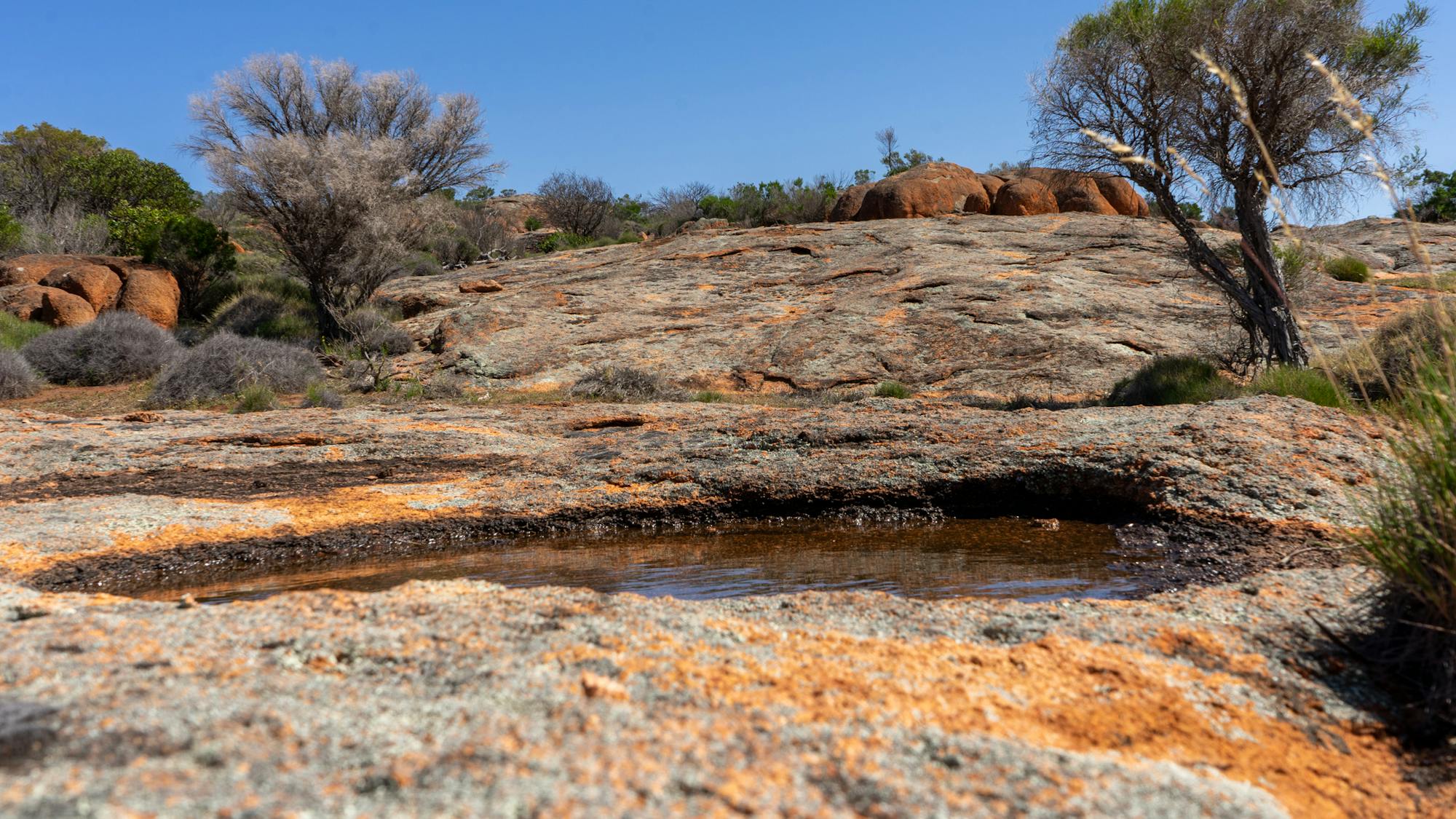 Meet the weird, wonderful creatures that live in Australia’s desert ...