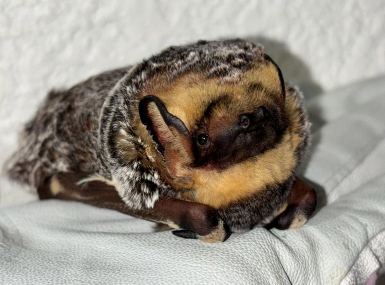 In a first, SDHS releases hoary bat equipped with tracker