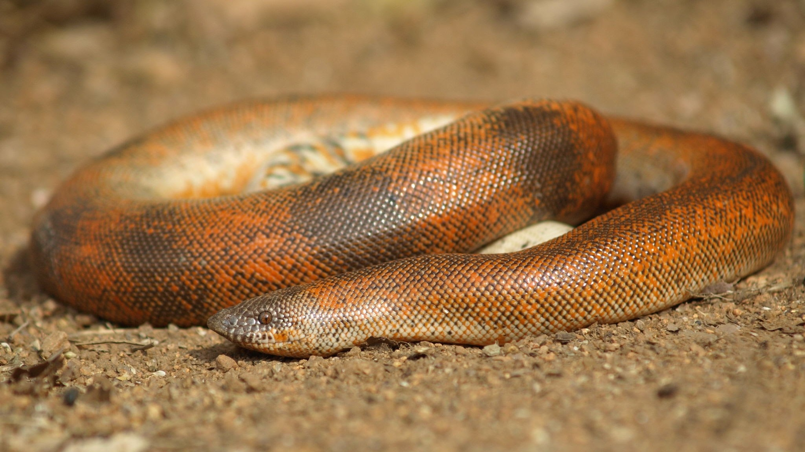 Forest department busts rare snake smuggling racket in Buxar; three ...