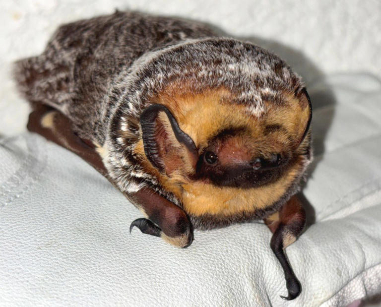 First hoary bat in Southern California released with tracking transmitter