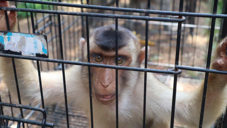 The CDC is ending testing on monkeys. Here’s what we know.