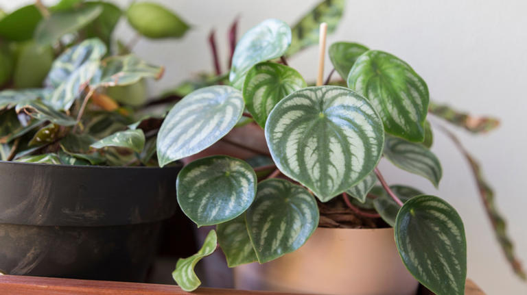 The low-maintenance houseplant that lives happily with little light on ...
