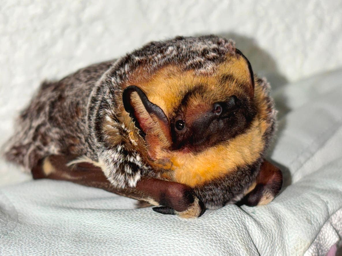 First hoary bat released in SoCal with tracking transmitter
