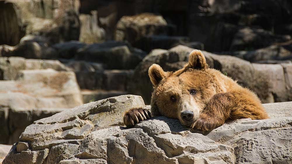 Stock market today: Nasdaq edges up; Dollar General breaks out ...