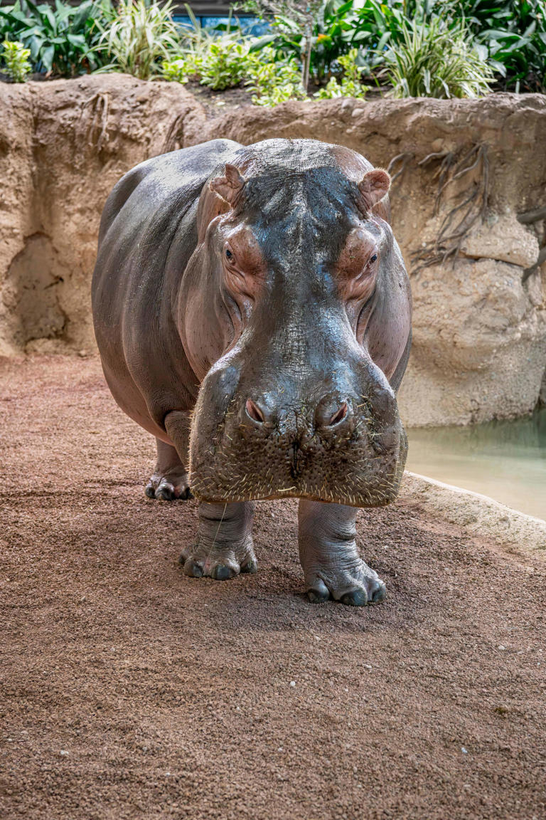 Milwaukee County Zoo reveals opening date for new rhino and hippo home