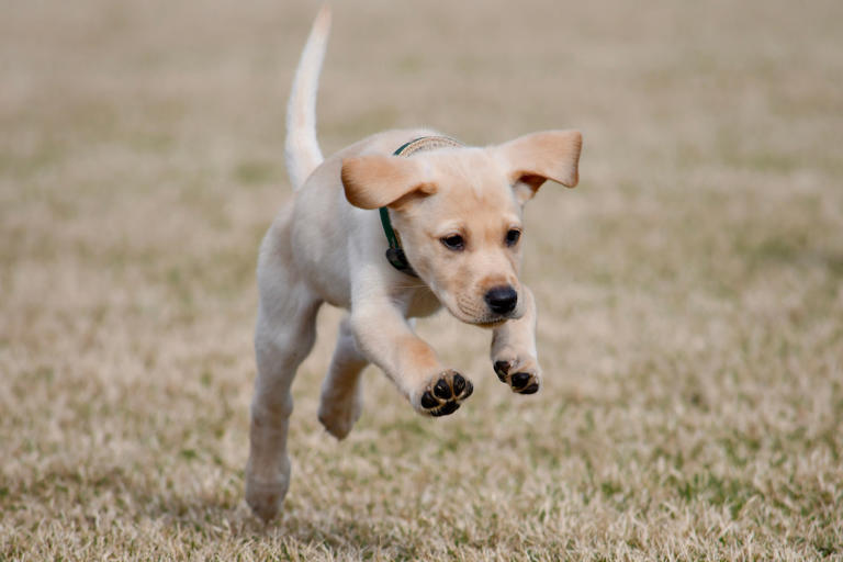 Yellow Labrador retriever puppy's priceless pounce gets some serious air