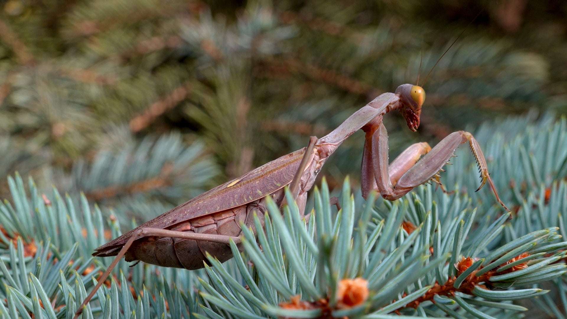 New holiday fear unlocked: Christmas tree 'false spring'