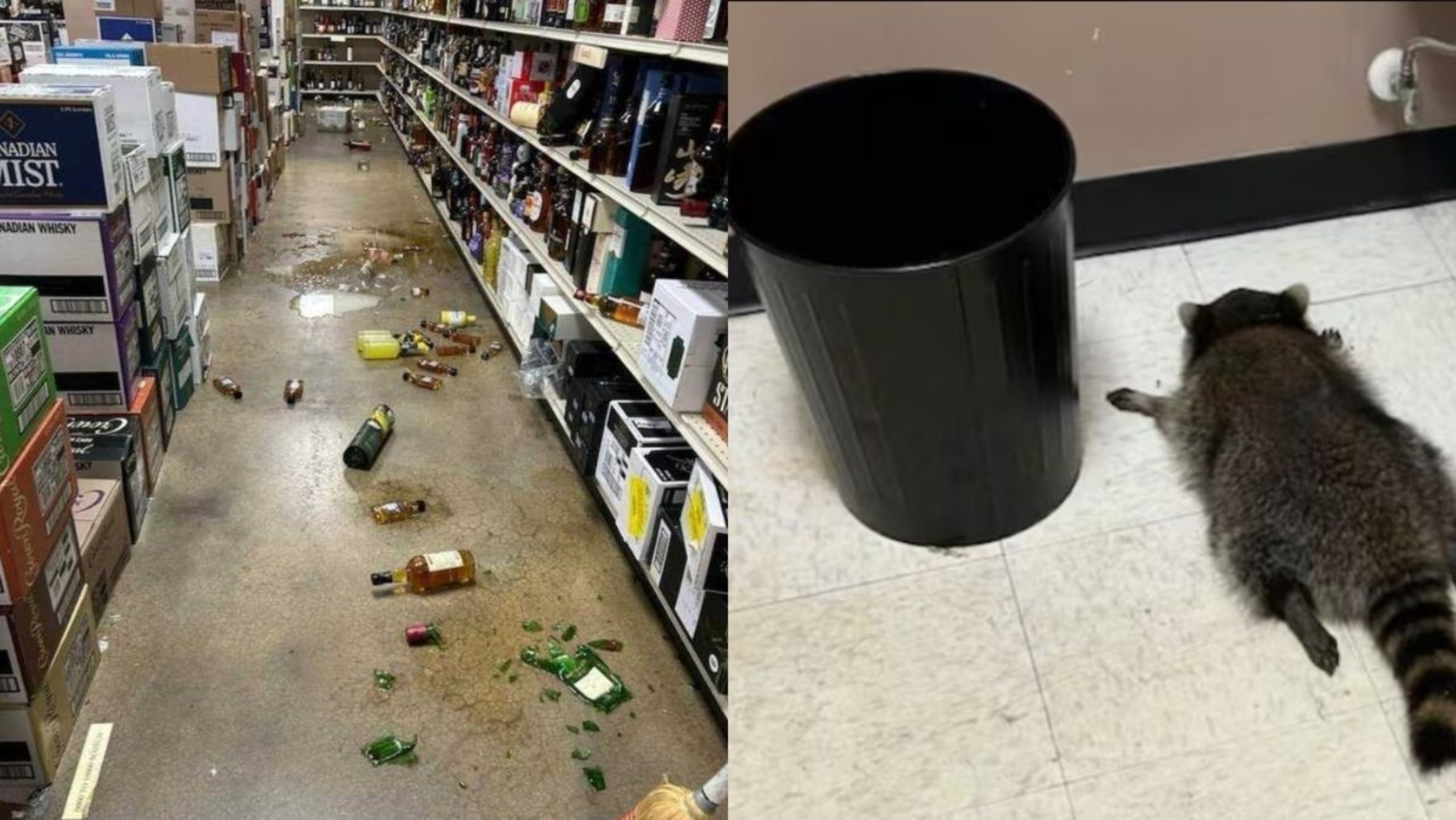 Trashed panda: A raccoon raided a liquor store and passed out drunk in ...