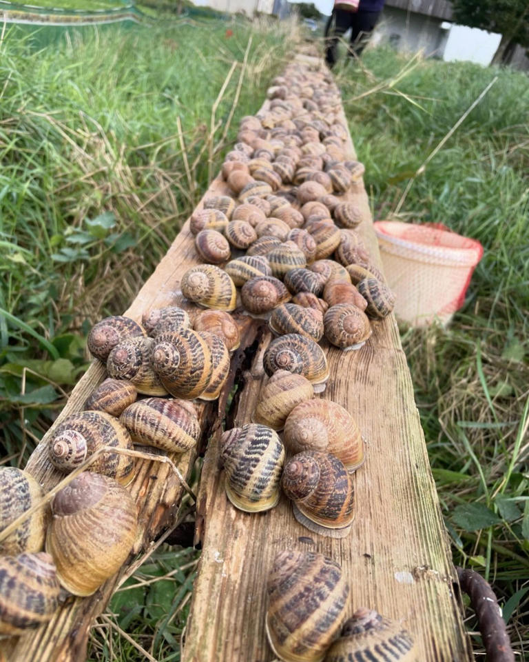 Thieves swipe $100K worth of snails from escargot farm that sells to ...
