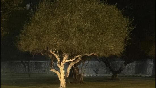 Delhiwale: Rare presence