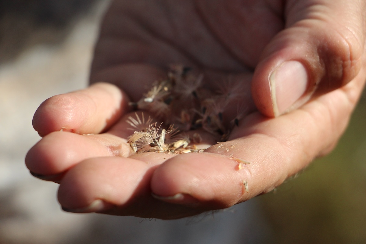UF/IFAS joins Florida Wildflower Foundation to form statewide Native ...