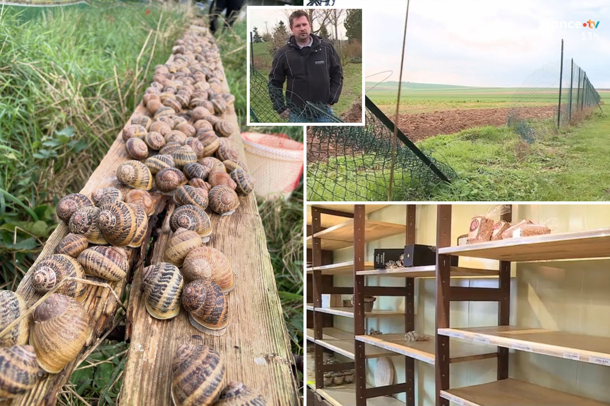 Shell shock! Thieves swipe $100K in snails from escargot farm that ...