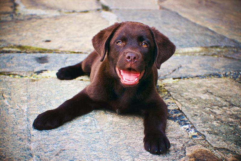 6 dog breeds that handle change easily and 7 that struggle with new ...