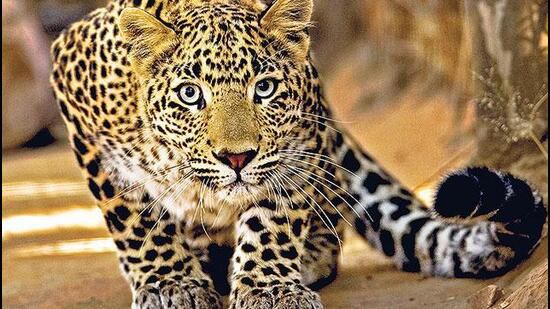 Three leopards captured in past 24 hours in Shirur tehsil
