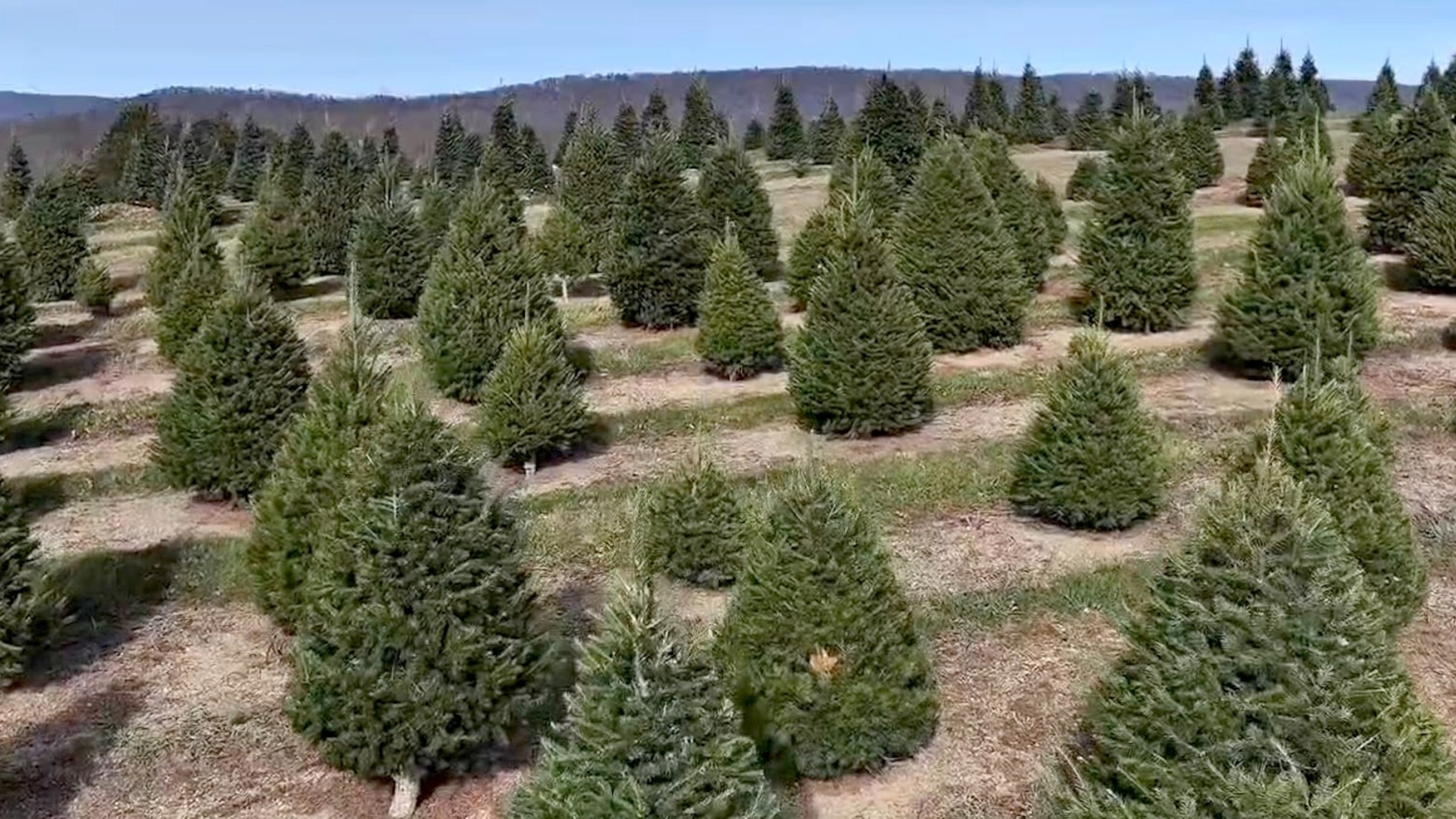 Made in America: Finding the perfect Christmas tree for the holiday season