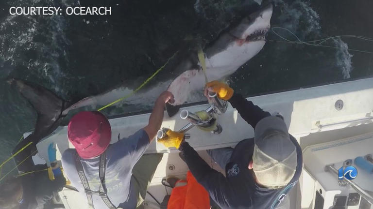 729-pound great white shark spotted in Virginia Beach
