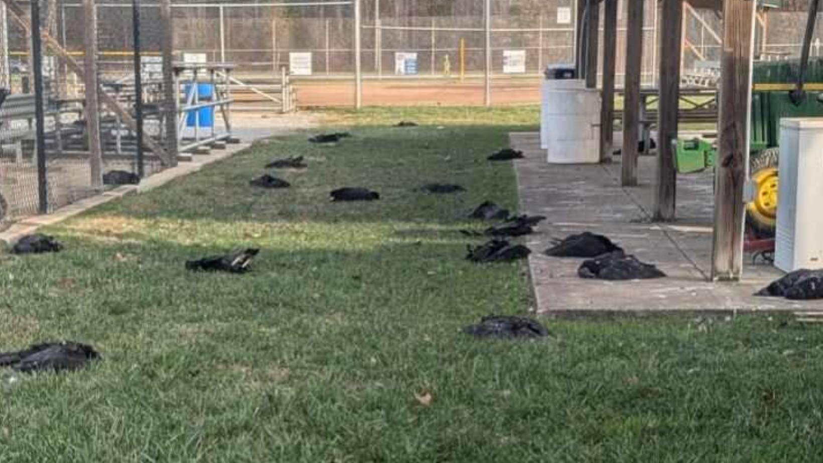 Bird flu confirmed in vultures found on Ohio school athletic fields