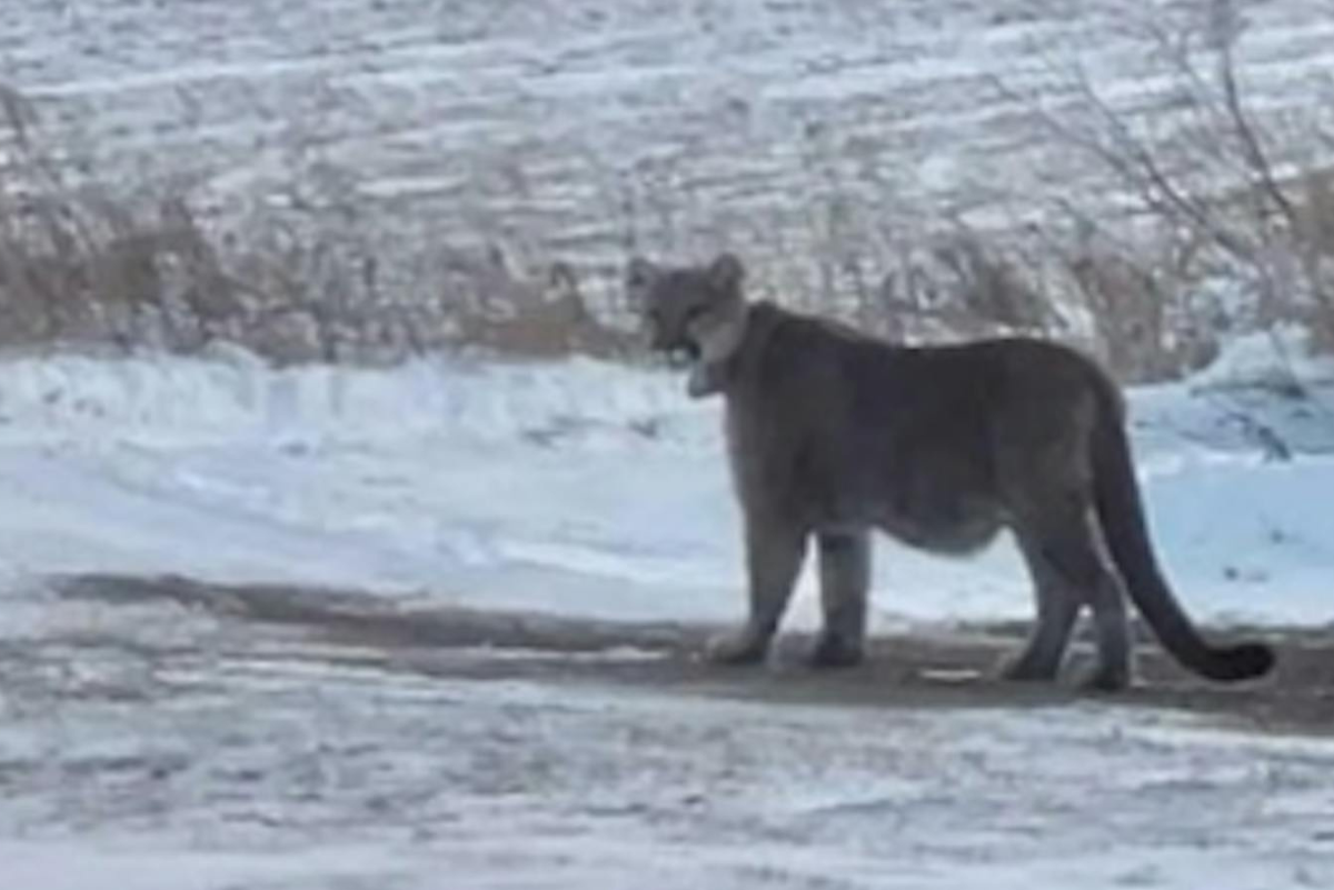 Minnesota schools forced into lockdown as mountain lion roams nearby