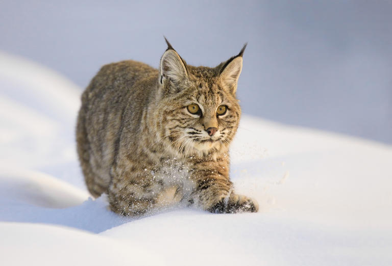 Watch: Bobcat kitten and bunny play in the snow