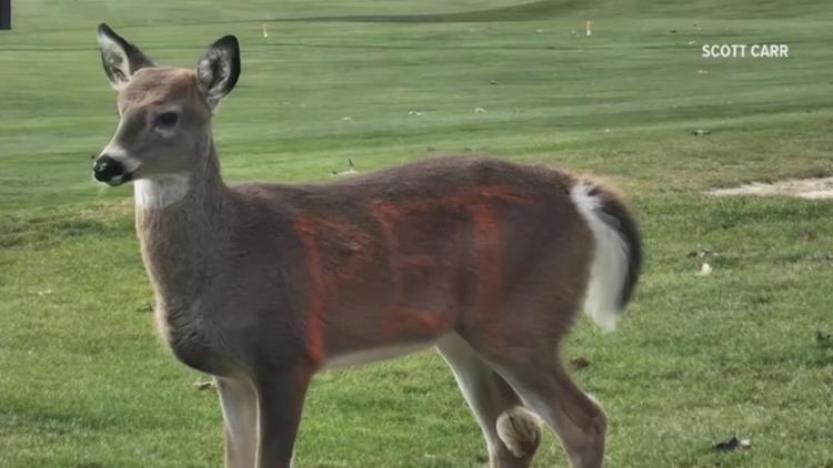 Deer spray-painted with 'pet' in orange roamed golf course, sparking a ...