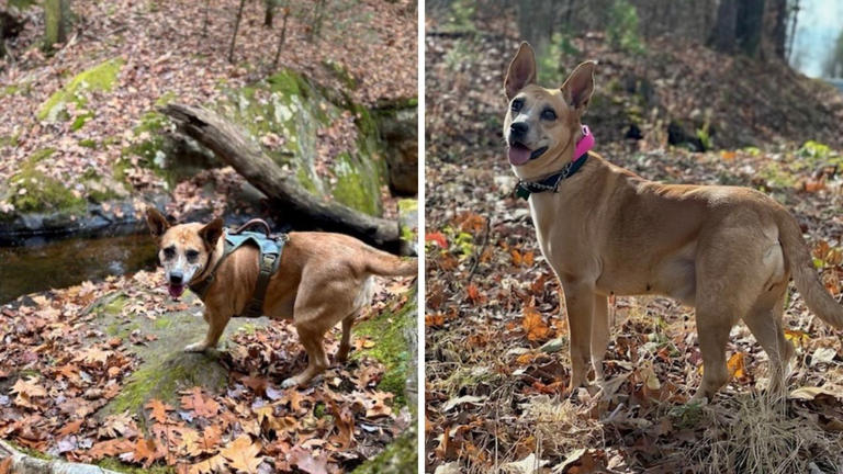 Last-minute rescue: Young dog saved on what was supposed to be her last day